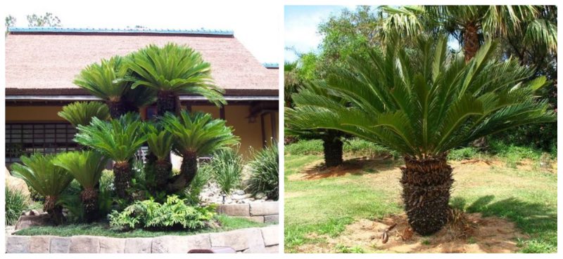 Cykas - palma, nie palma na słoneczne miejsca - Inspiracje od Green ...