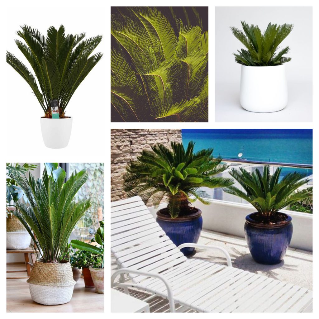 Cykas - palma, nie palma na słoneczne miejsca - Inspiracje od Green ...