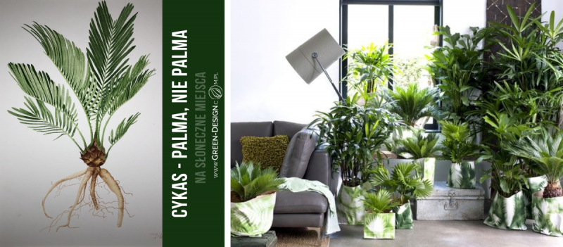 Cykas - palma, nie palma na słoneczne miejsca - Inspiracje od Green ...